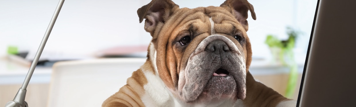 ONLINE DOG TRAINING | Cognitive Dogs